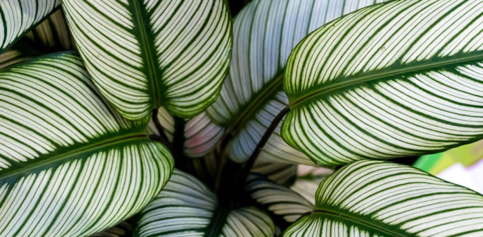 Blog Artanis - pielęgnacja i aranżacja roślin - Kalatea - choroby i ...